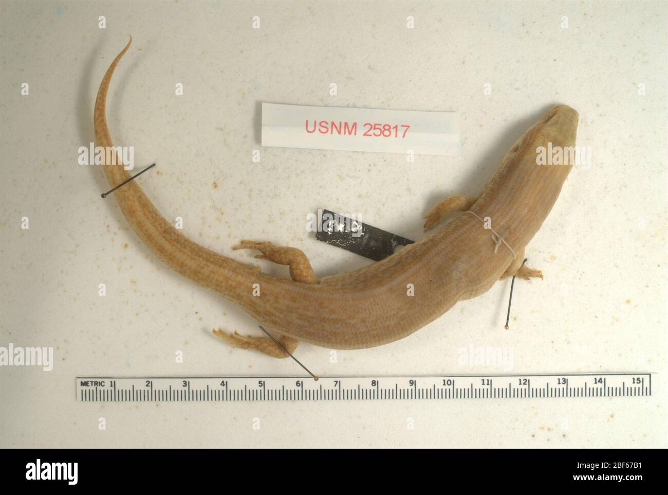 Celestus badius. 6 Aug 20141 Stock Photo - Alamy