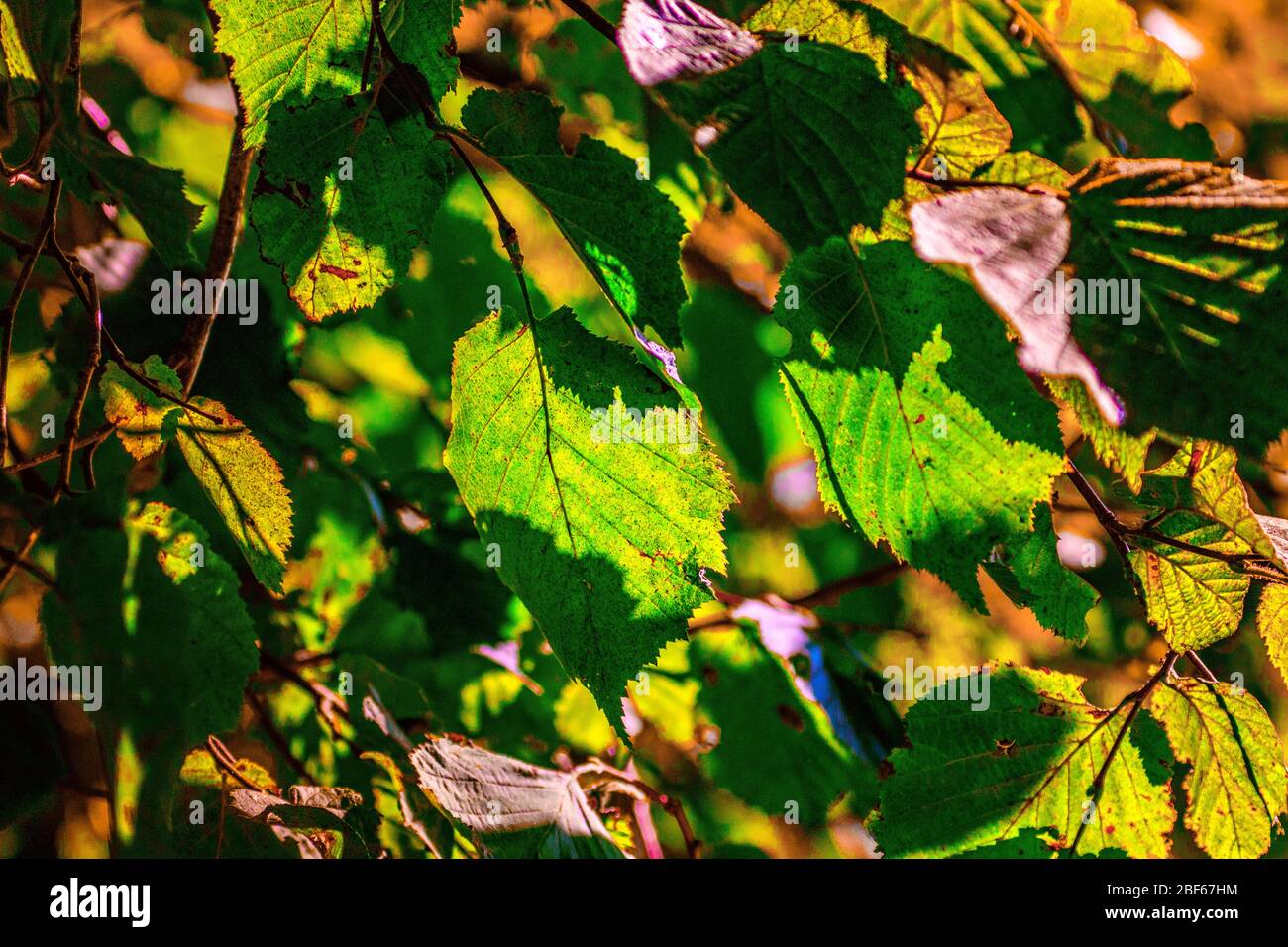 Vain of leaves hi-res stock photography and images - Alamy