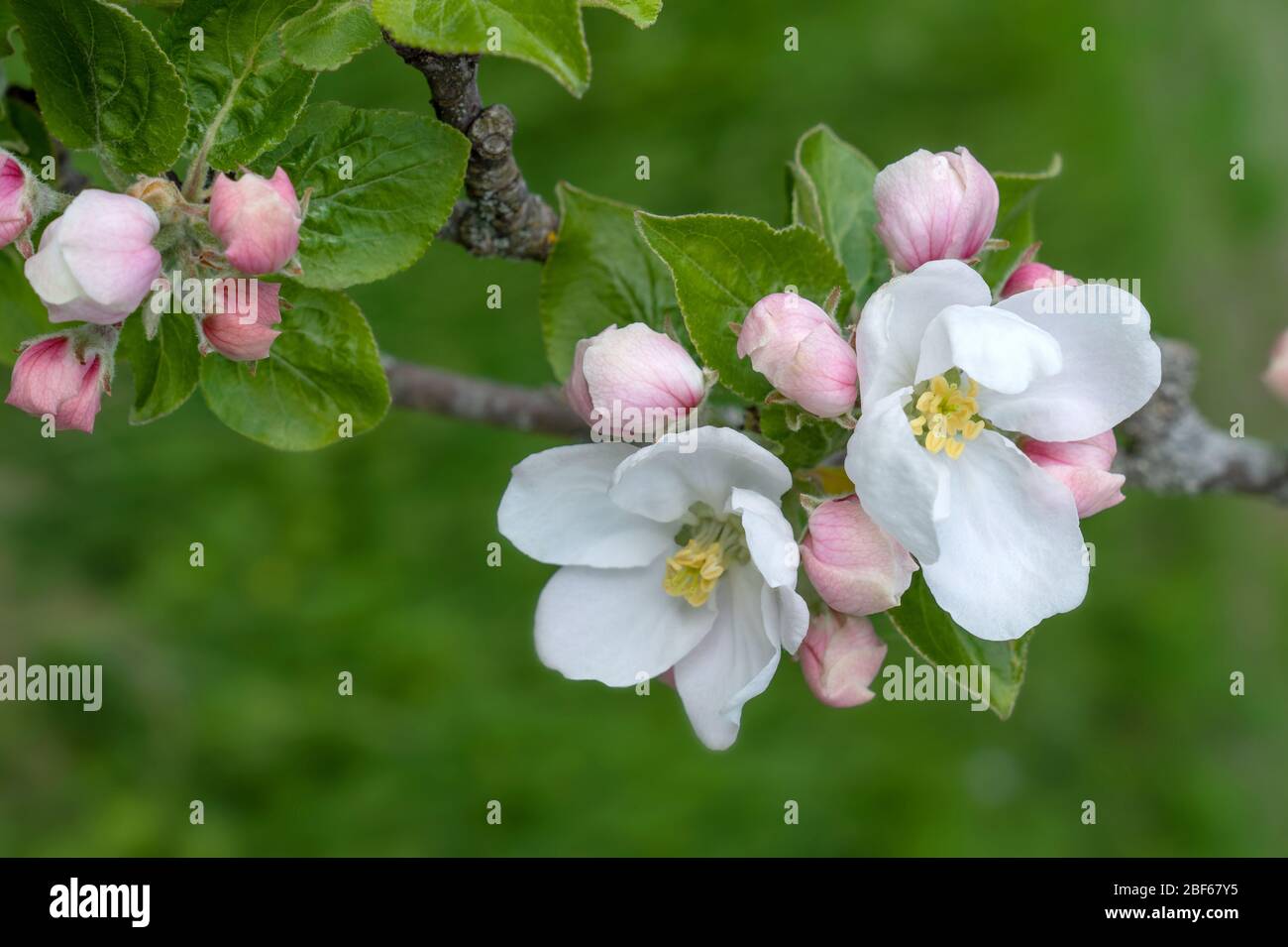 Apple tree twig hi-res stock photography and images - Alamy