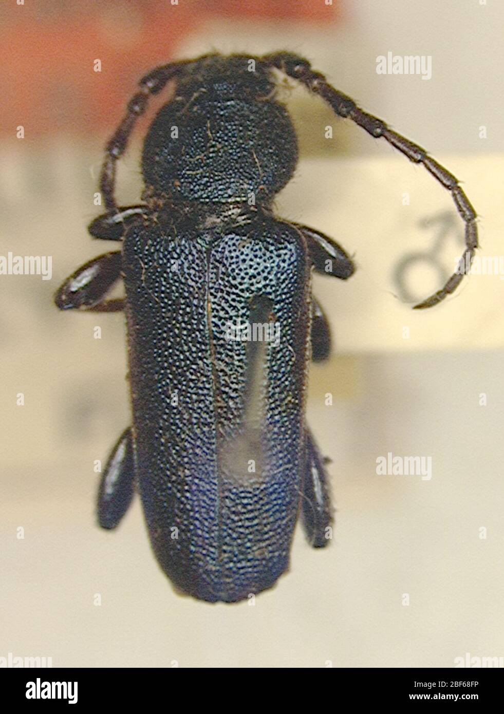 Callidium hi-res stock photography and images - Alamy