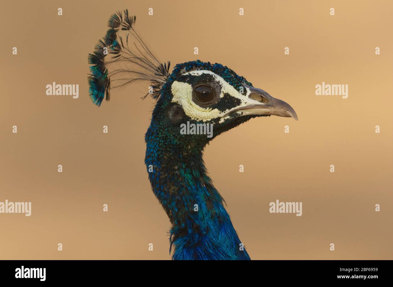 Indian peafowl pavo cristatus in hi-res stock photography and images ...