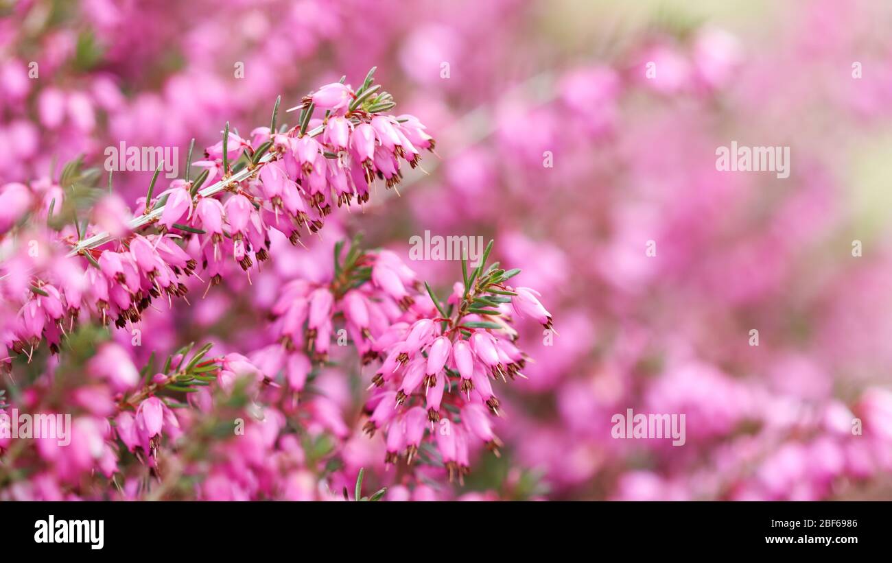 Pink Erica carnea flowers (winter Heath) in the garden in early spring ...
