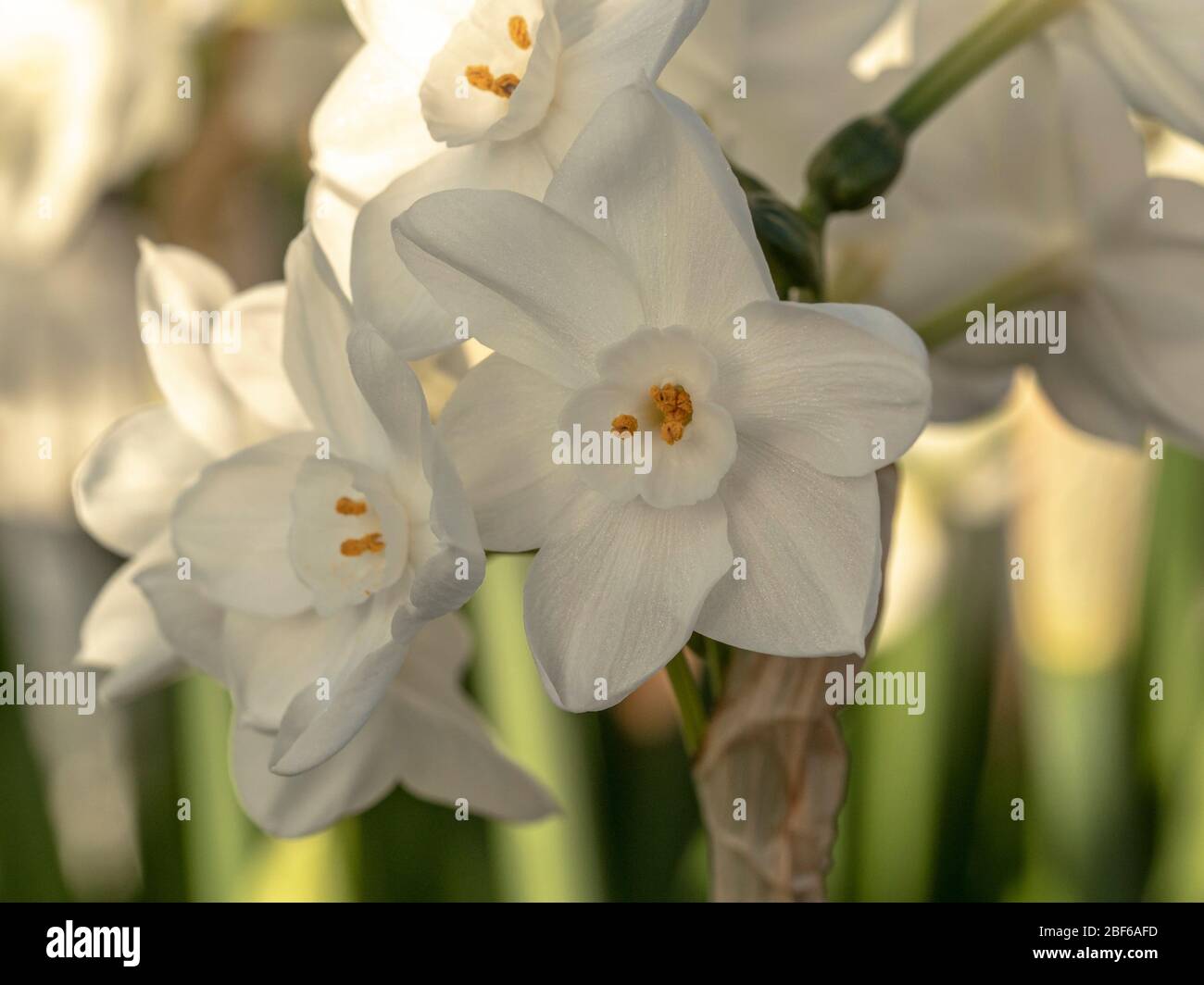 Paperwhite narcissus hi-res stock photography and images - Alamy