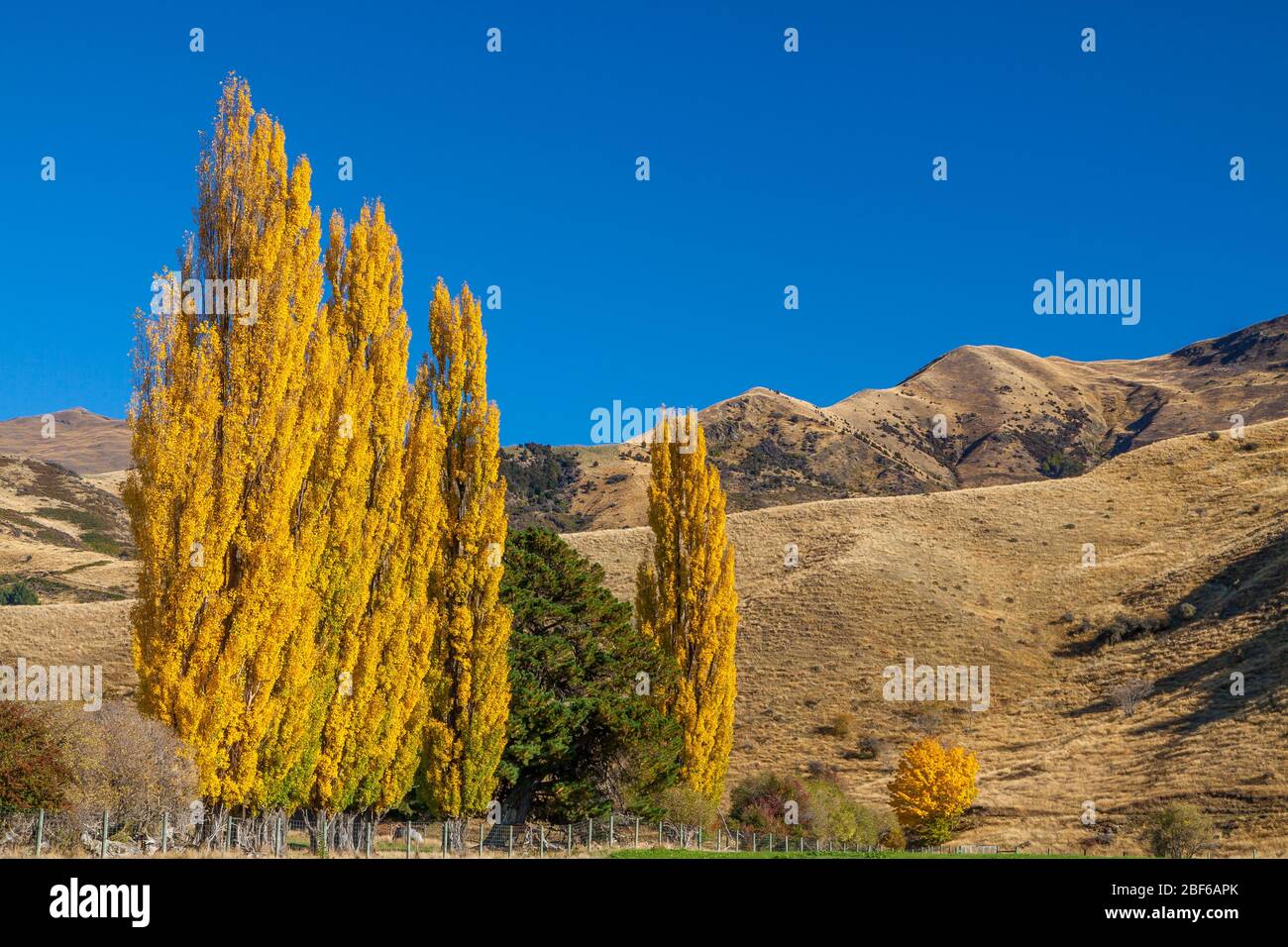New zealand conifer tree hi-res stock photography and images - Alamy