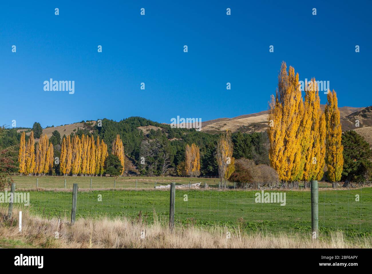 New zealand conifer tree hi-res stock photography and images - Alamy
