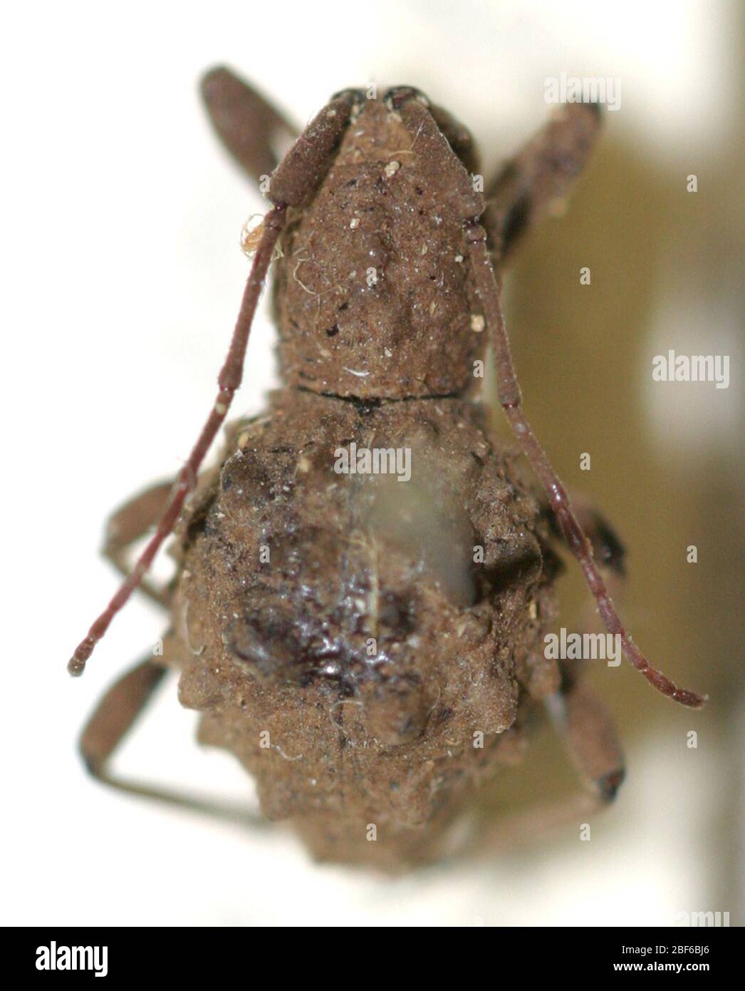 Echinoides hi-res stock photography and images - Alamy