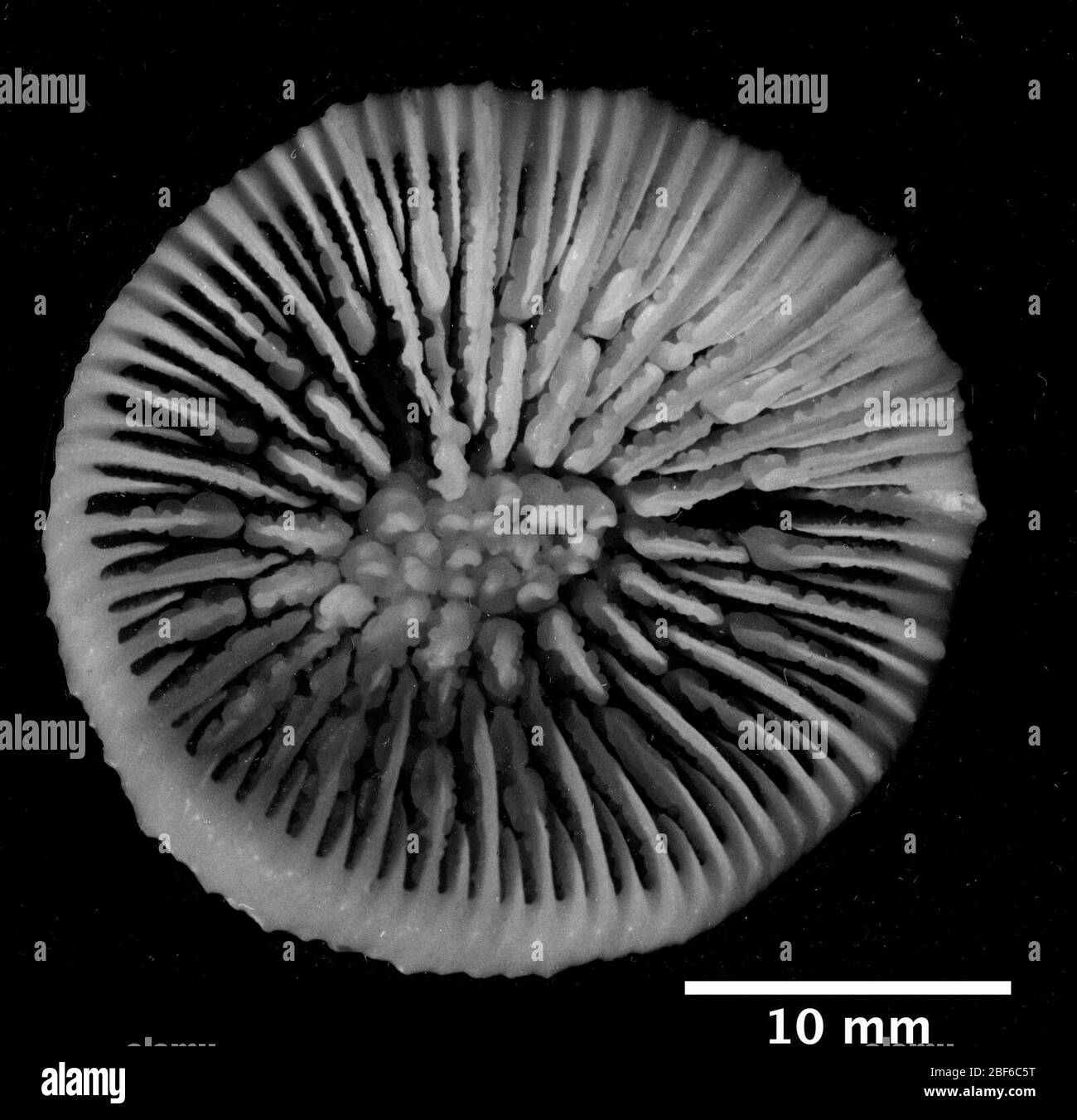 Caryophyllia hi-res stock photography and images - Alamy