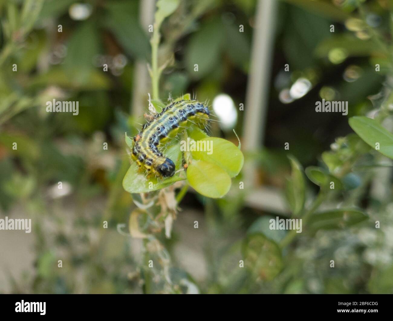 Boxwood Borer above the Leaves of a Hedge in the Garden Stock Photo - Alamy