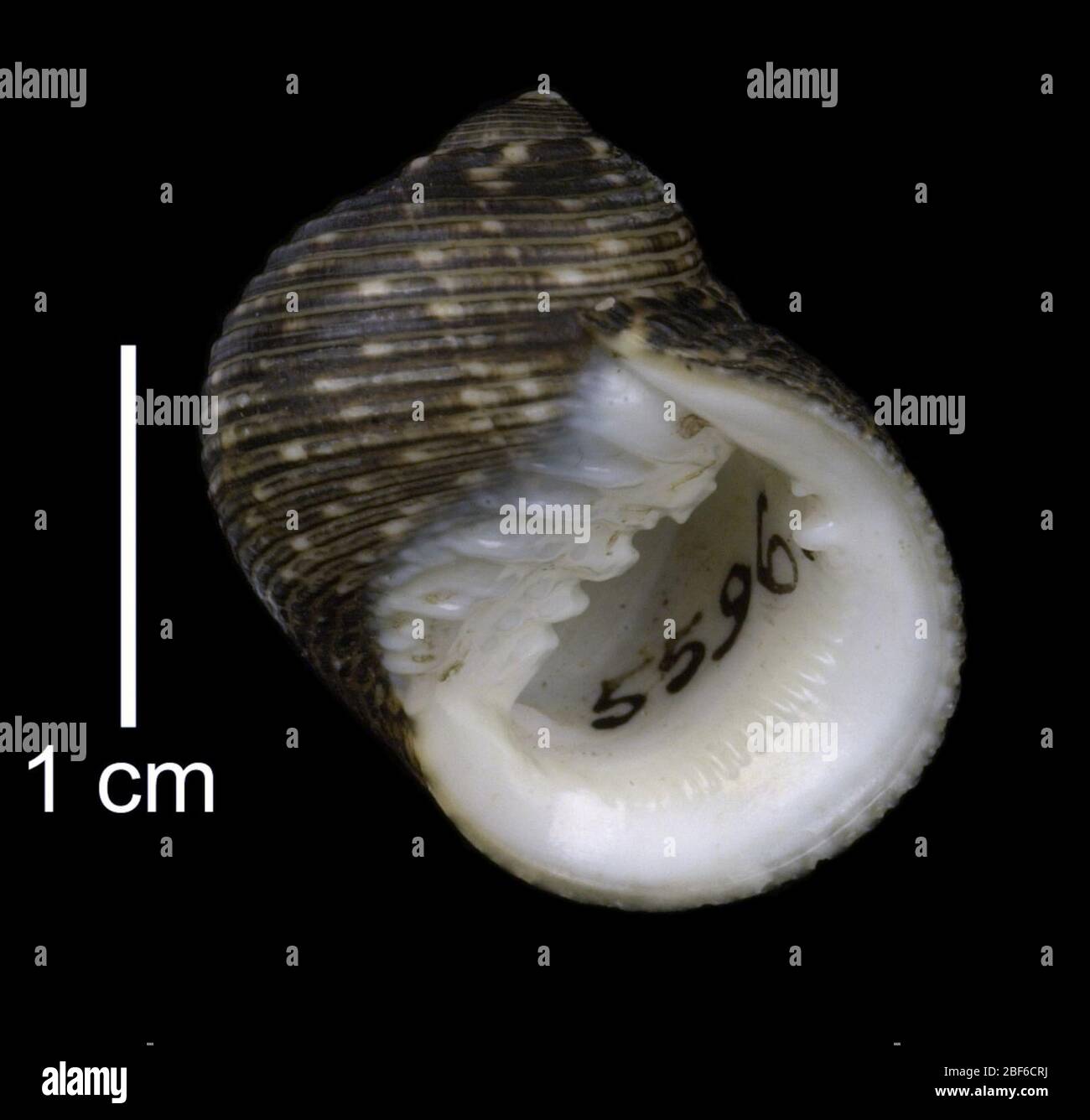 Ritena undata. 2 Apr 20191 Stock Photo - Alamy