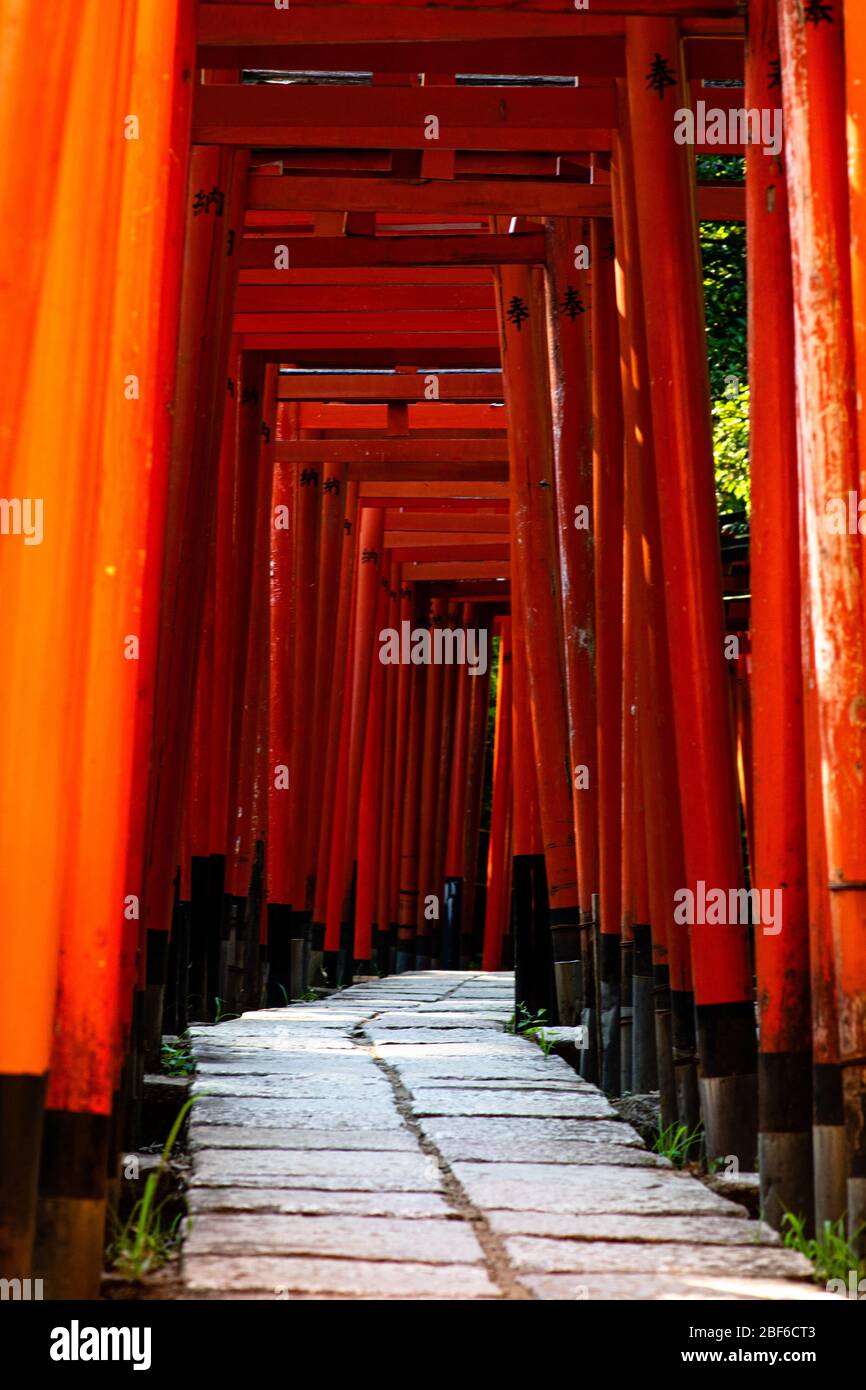Tokyo, Japan - 9 8 2019: The rows of red 'torii' archways in Nezu ...