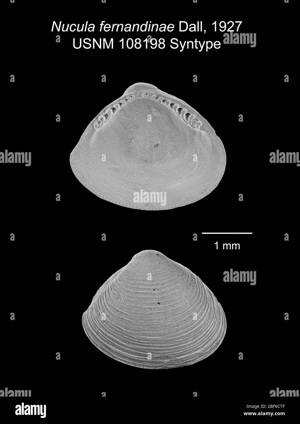 Nucula shell hi-res stock photography and images - Alamy