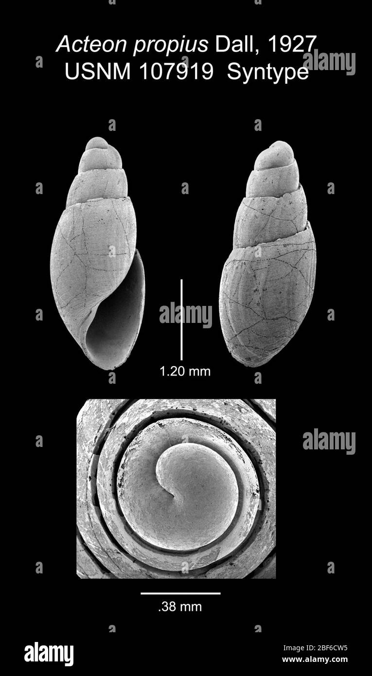 Acteon proprius. 20 Jan 201626682 Stock Photo - Alamy