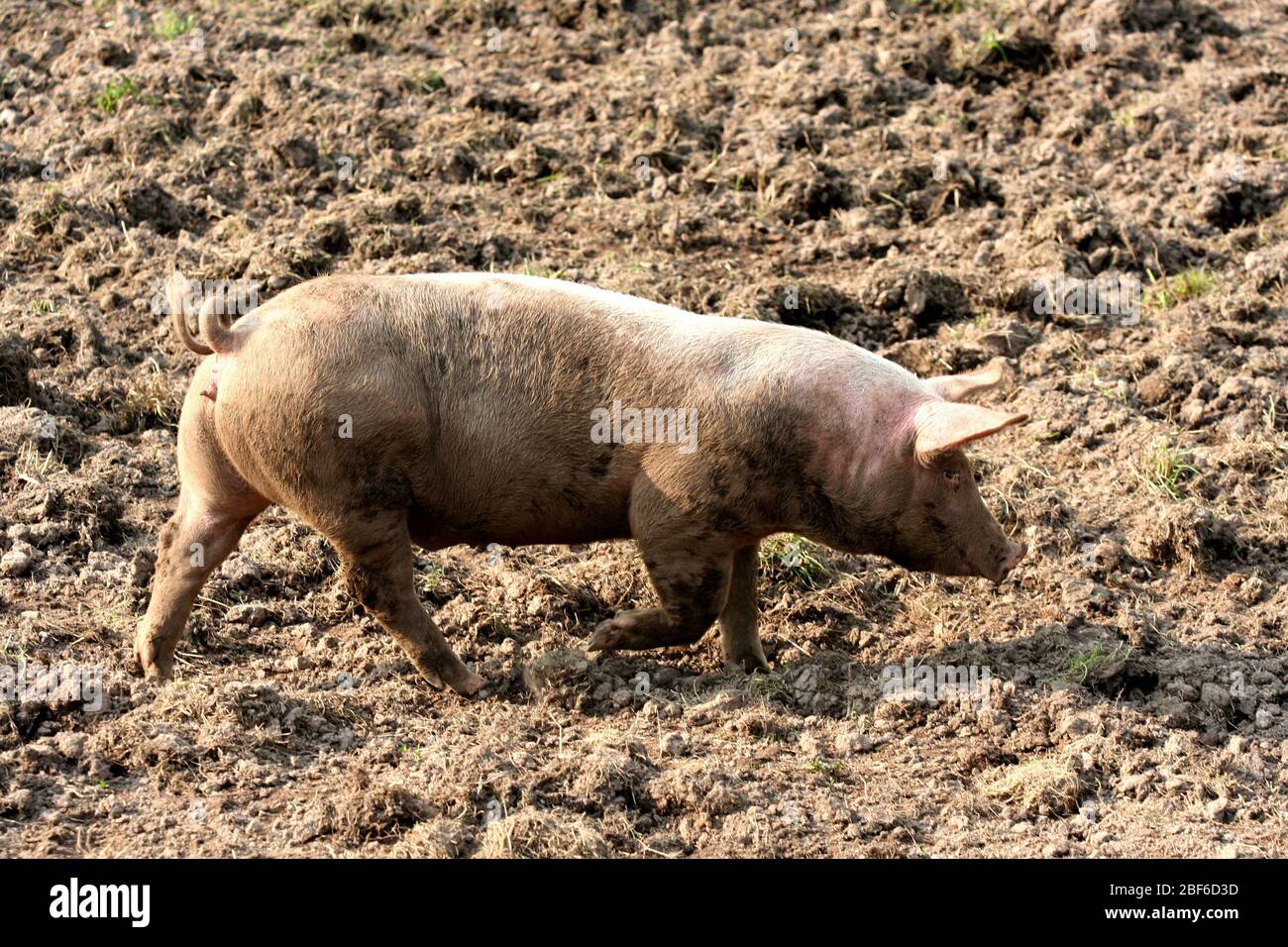 Pig life in sweden hi-res stock photography and images - Alamy