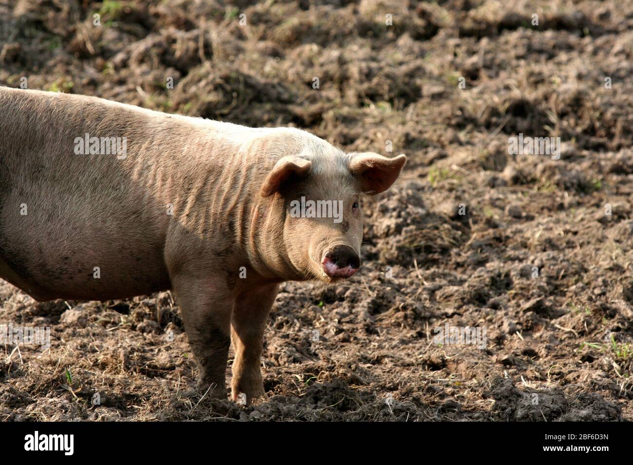 Swedish pigs living their life in a muddy environment and seems to love ...