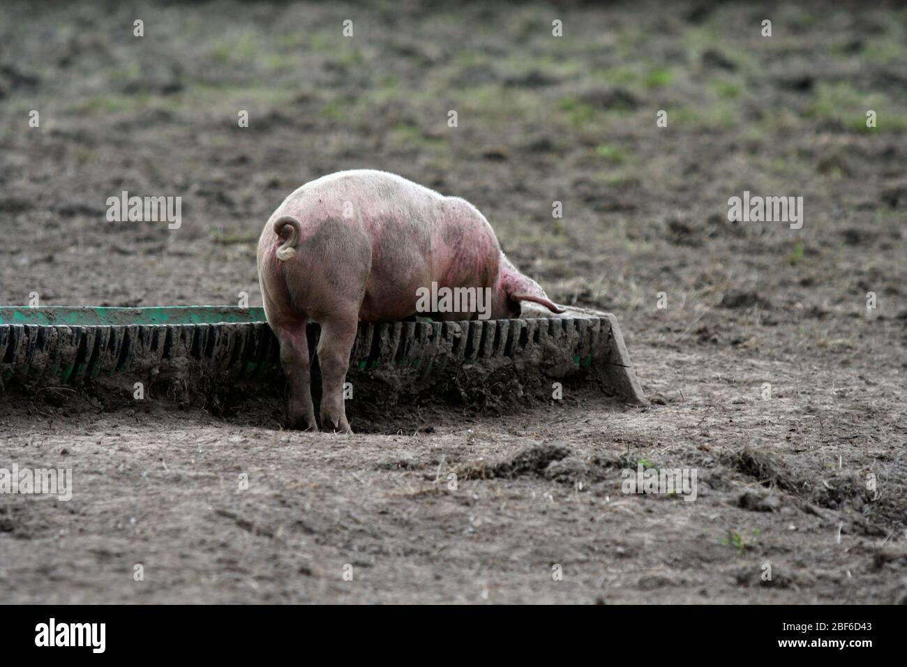 Swedish pigs living their life in a muddy environment and seems to love ...
