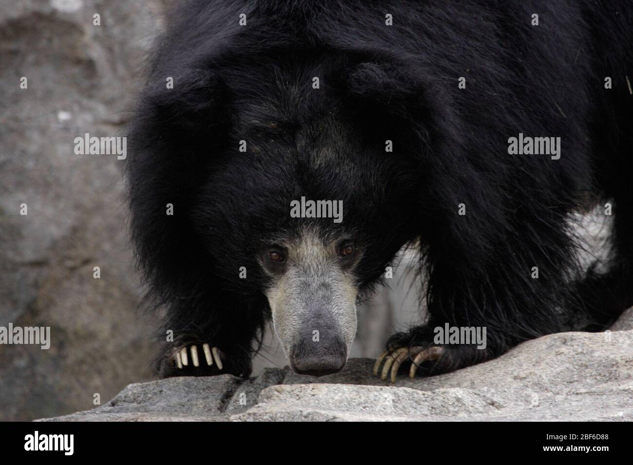 Sloth Bear. Khali,female,Species: ursinus,Genus: Melursus,Family ...