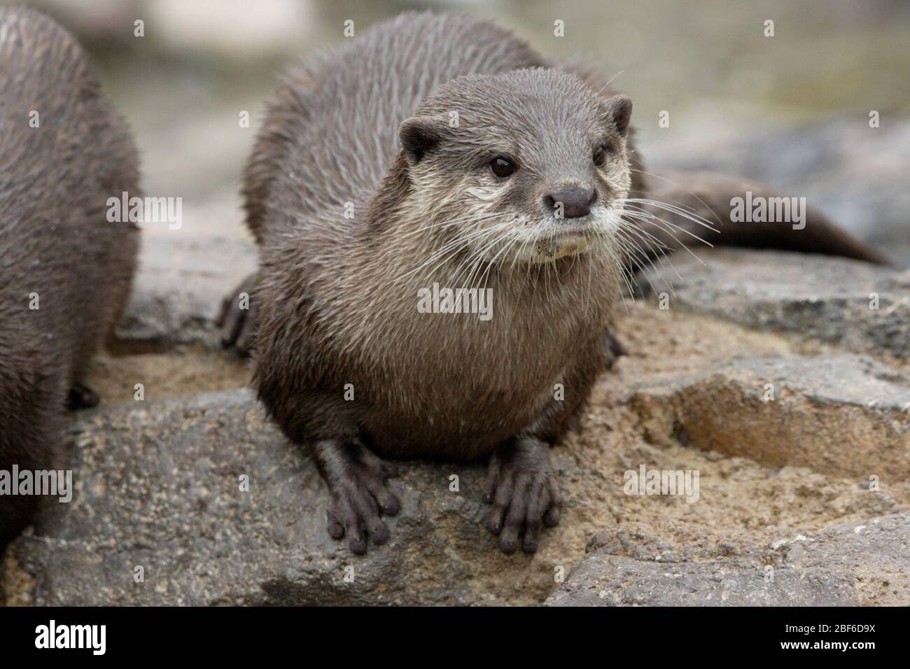 Asian Smallclawed Otter. female,Asia Trail,Species: cinerea,Genus ...