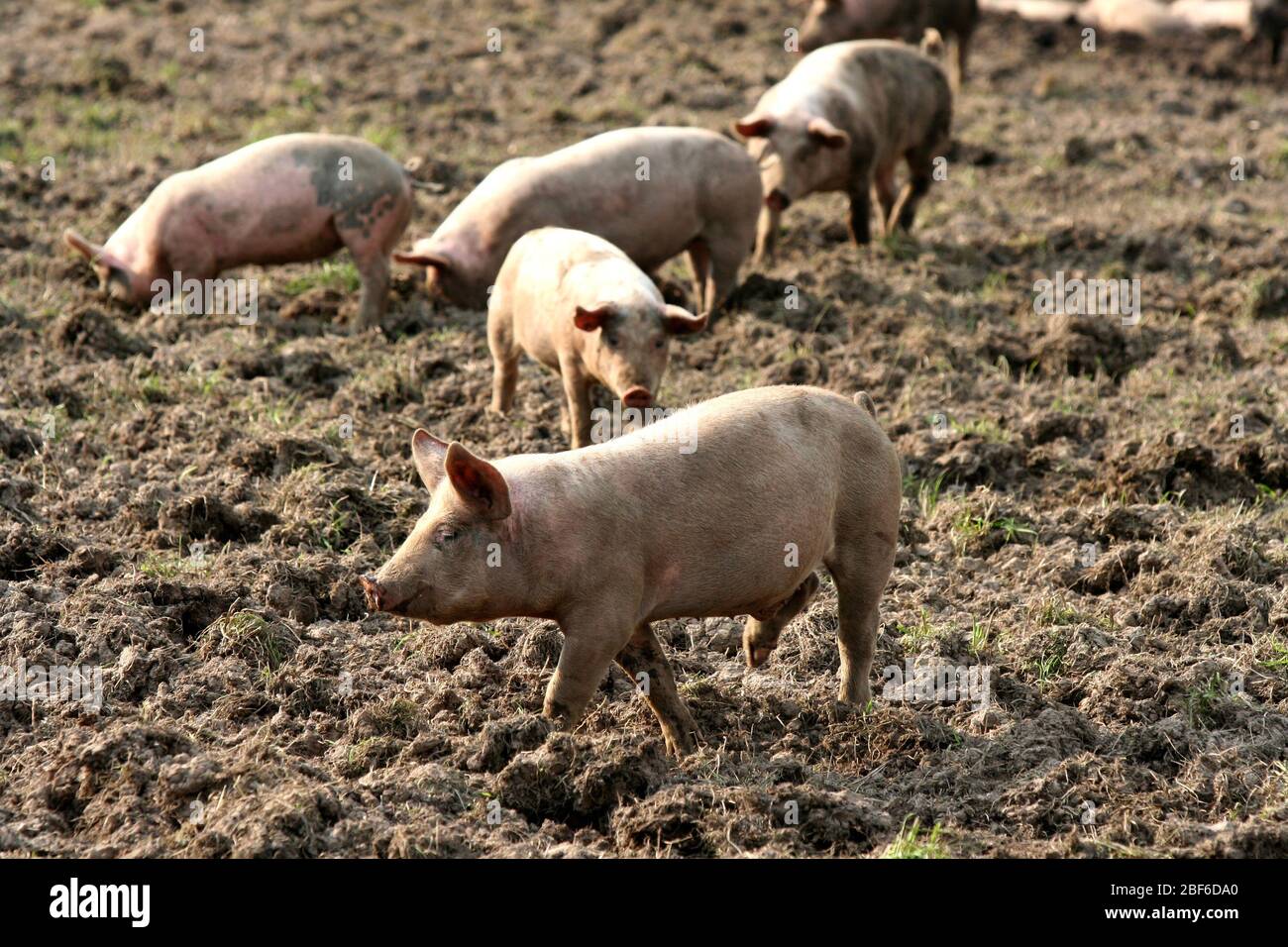 Swedish pigs living their life in a muddy environment and seems to love ...