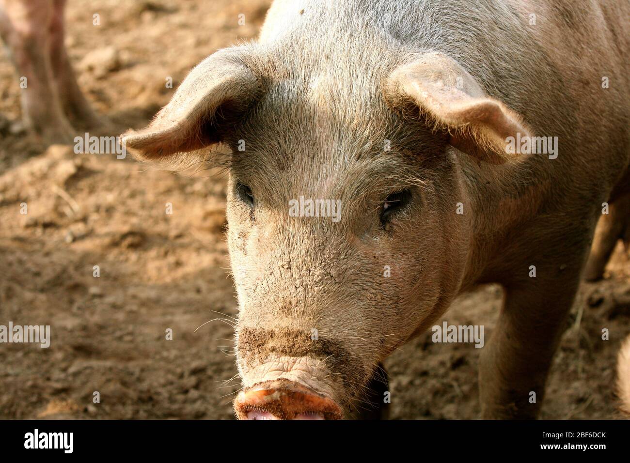 Pig life in sweden hi-res stock photography and images - Alamy