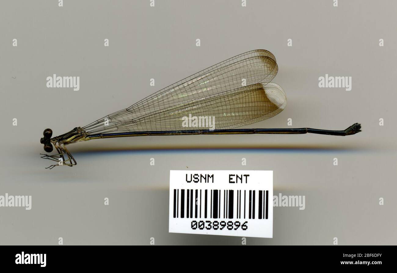 Jocaste hi-res stock photography and images - Alamy