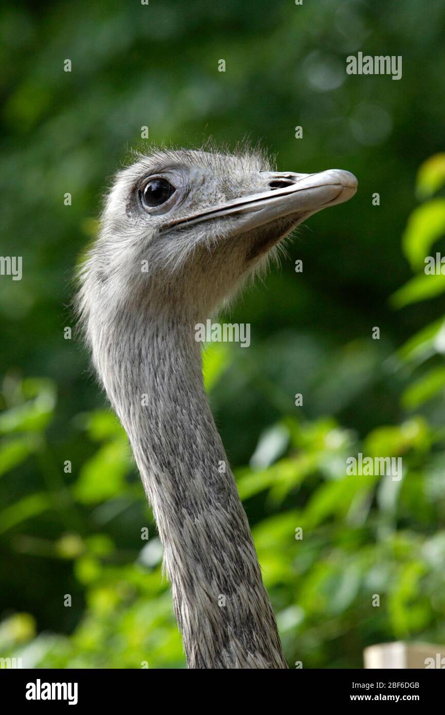 Greater Rhea. male,Species: americana,Genus: Rhea,Family: Rheidae,Order ...