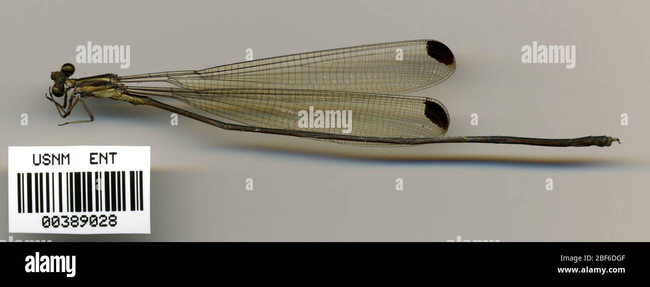 Mecistogaster hi-res stock photography and images - Alamy