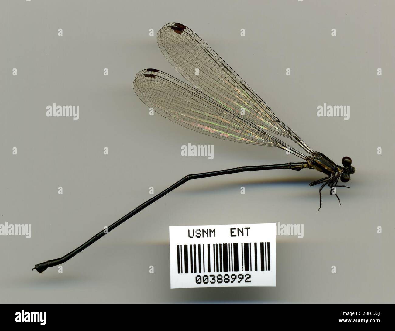 Mecistogaster modesta. 6 Jul 20161 Stock Photo - Alamy