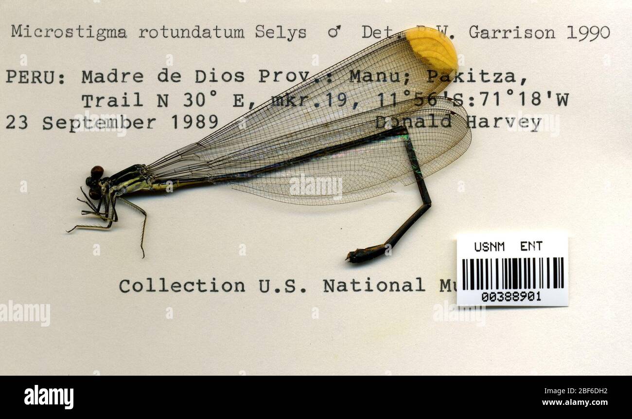 Microstigma rotundatum. 6 Jul 20161 Stock Photo - Alamy