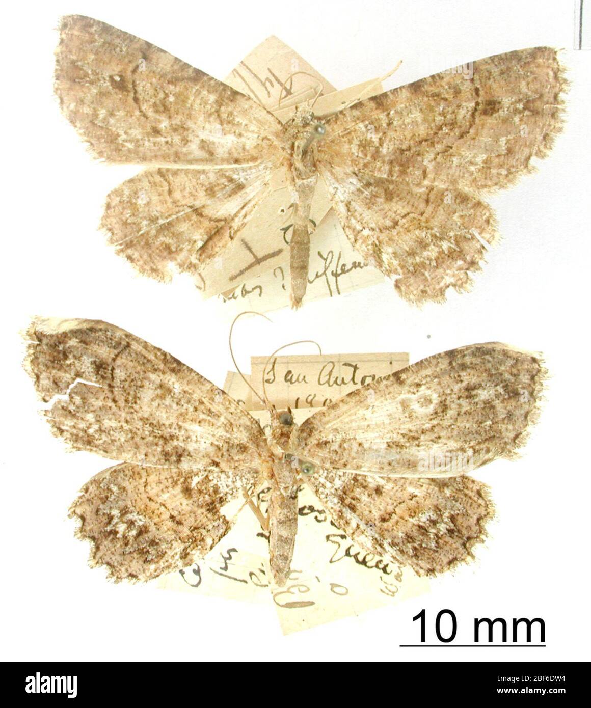 Population patterns Cut Out Stock Images & Pictures - Alamy