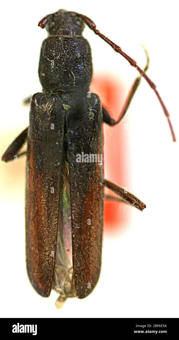Haplidus breviceps. 23 Mar 20201 Stock Photo - Alamy