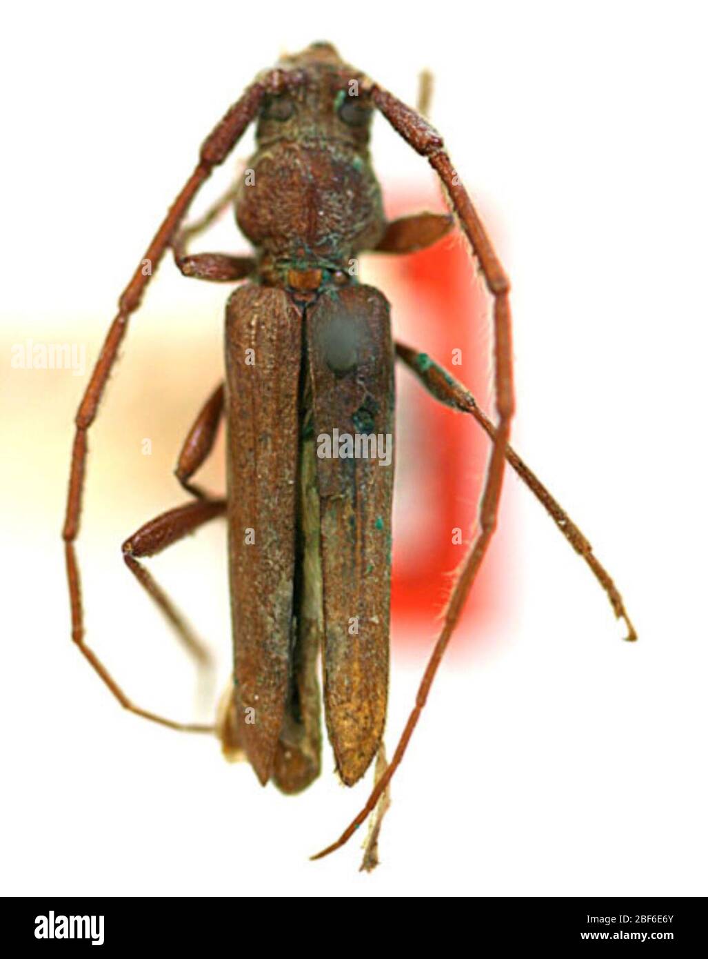 Oeme hi-res stock photography and images - Alamy