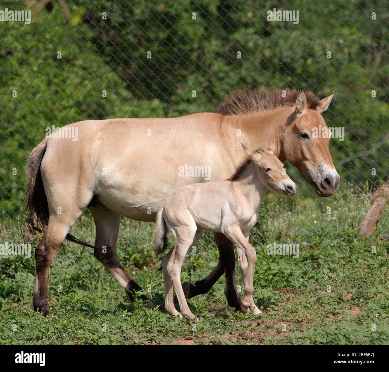 Przewalskis Wild Horse. Species: przewalskii,Genus: Equus,Family ...