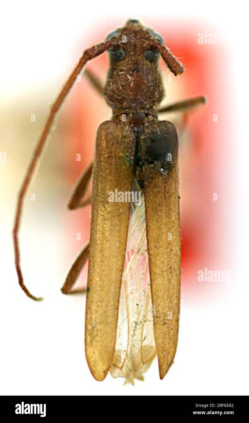 Oeme hi-res stock photography and images - Alamy