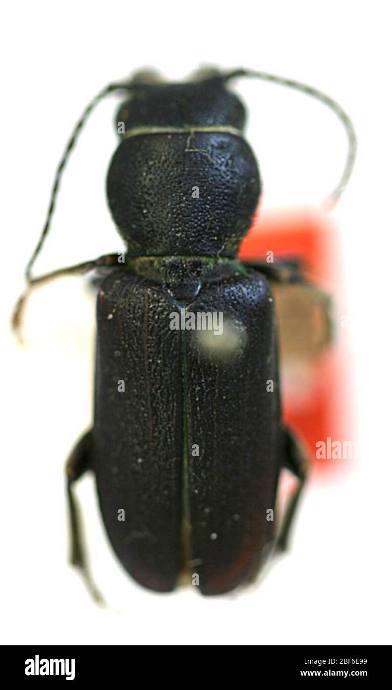 Robust structure Cut Out Stock Images & Pictures - Alamy