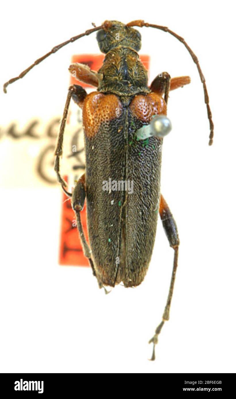 Body antennae Cut Out Stock Images & Pictures - Alamy