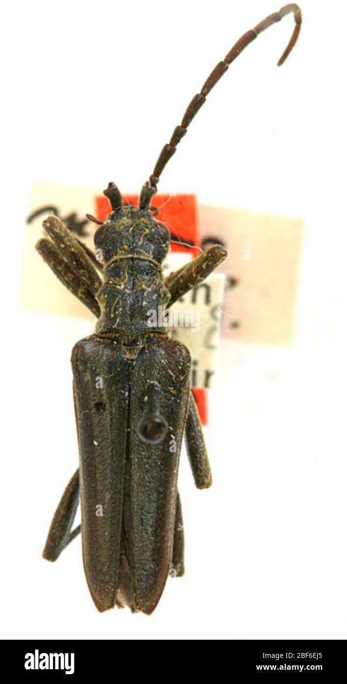 Stenocorus Stenocorus morio. 9 Jan 20141 Stock Photo - Alamy