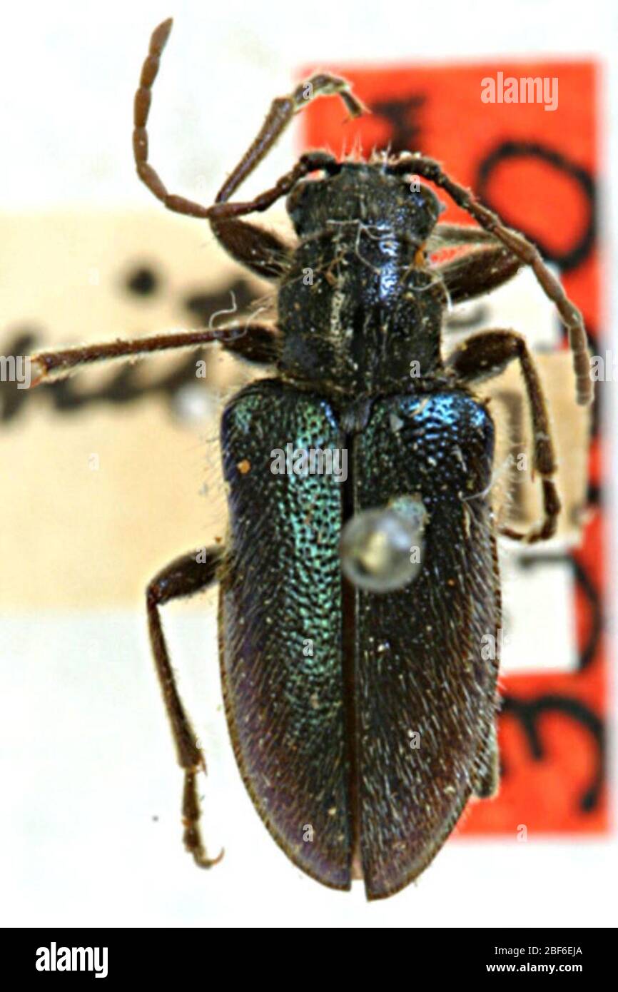 Brachysomida trinitatis. 9 Jan 20141 Stock Photo - Alamy