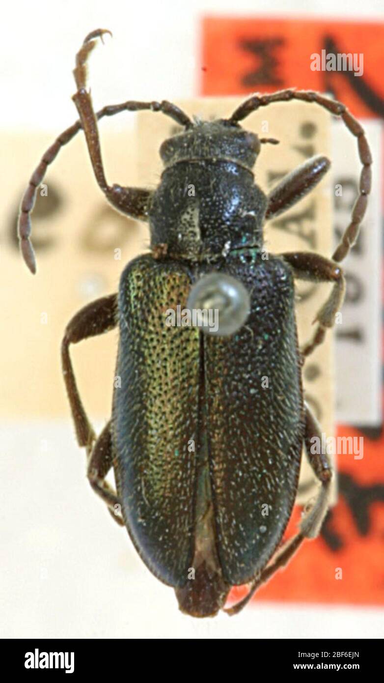 Tenebrionidae species hi-res stock photography and images - Alamy