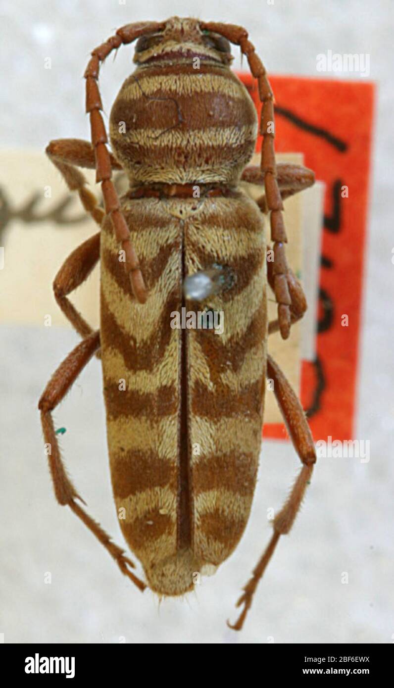 Cyllene hi-res stock photography and images - Alamy