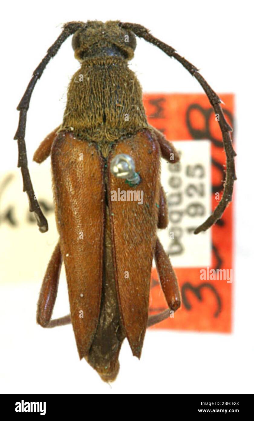 Thoracicus hi-res stock photography and images - Alamy