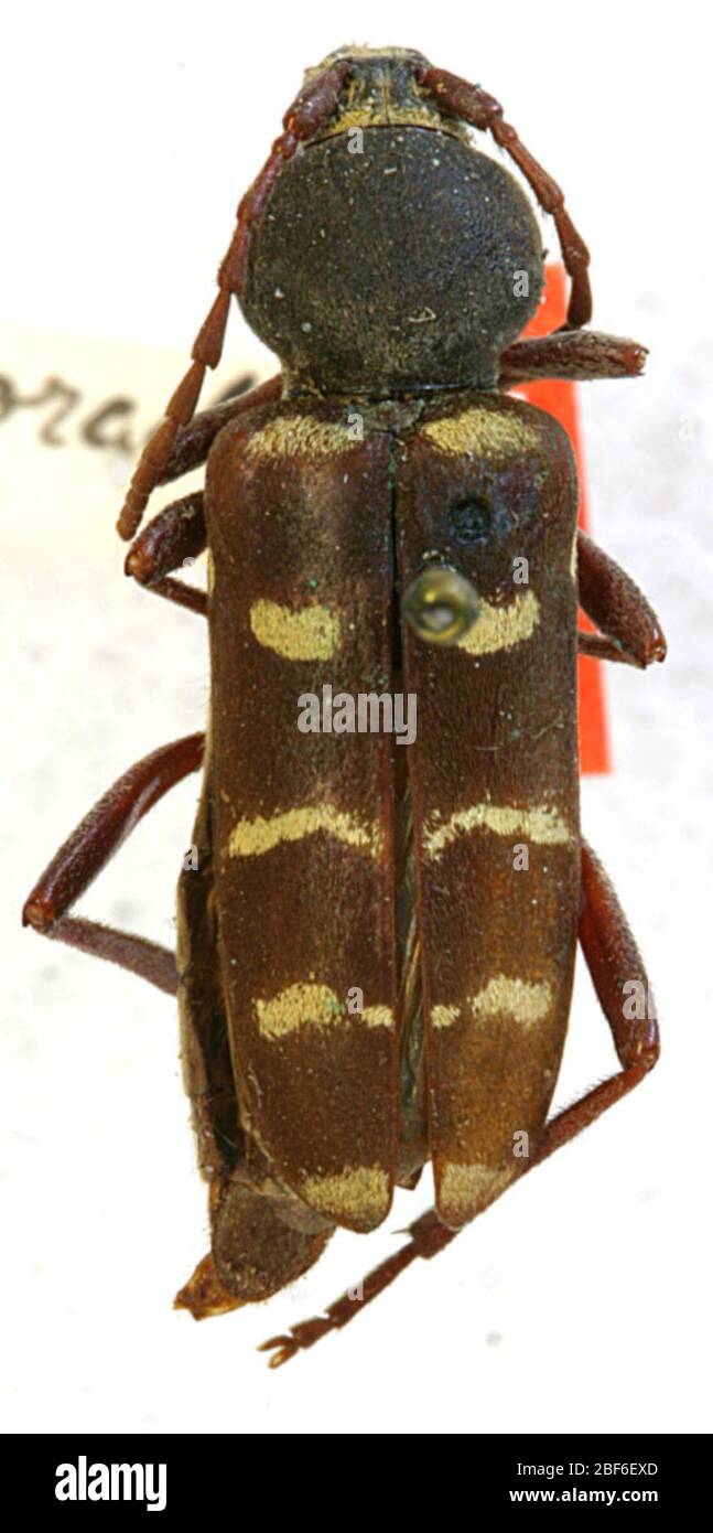 Antennae body Cut Out Stock Images & Pictures - Alamy