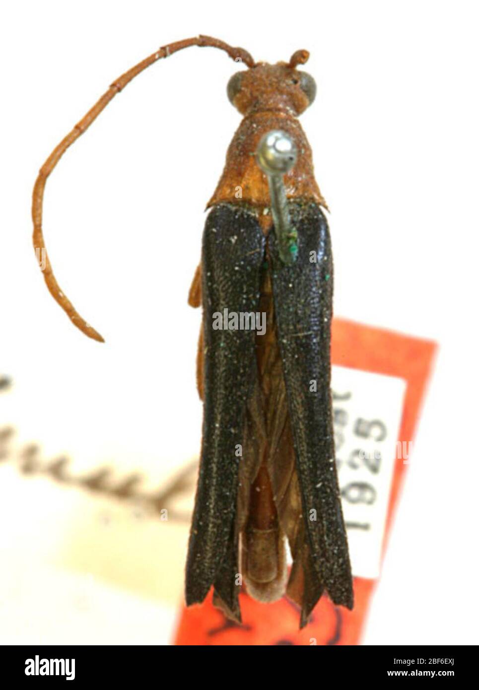 Simulans hi-res stock photography and images - Alamy