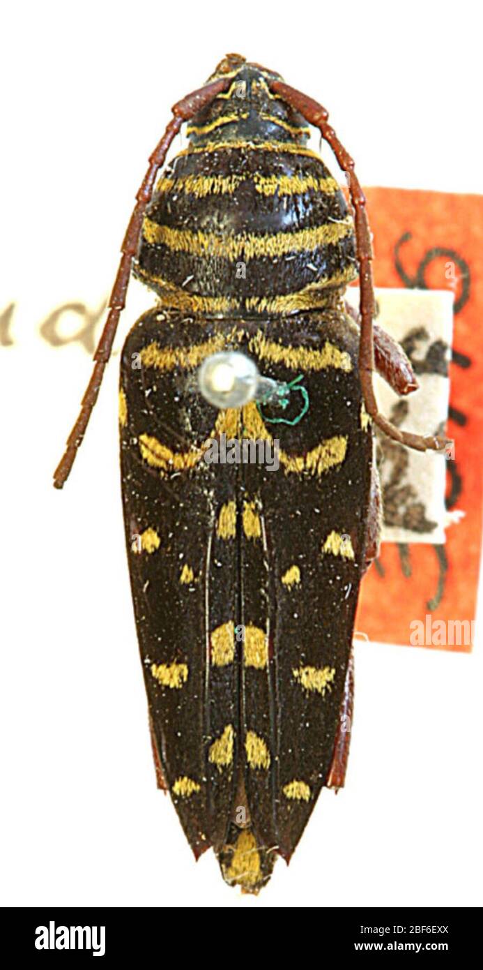 Cyllene hi-res stock photography and images - Alamy