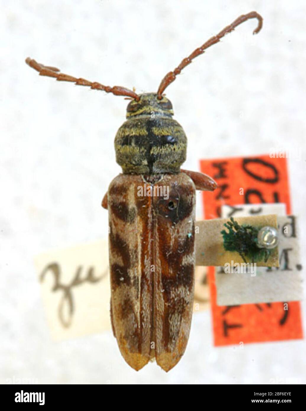 Cyllene hi-res stock photography and images - Alamy