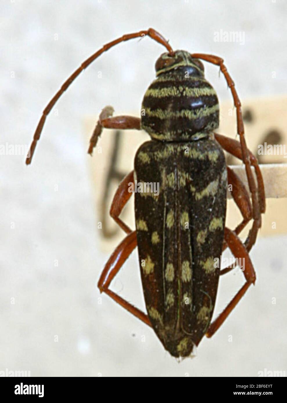 Cyllene hi-res stock photography and images - Alamy