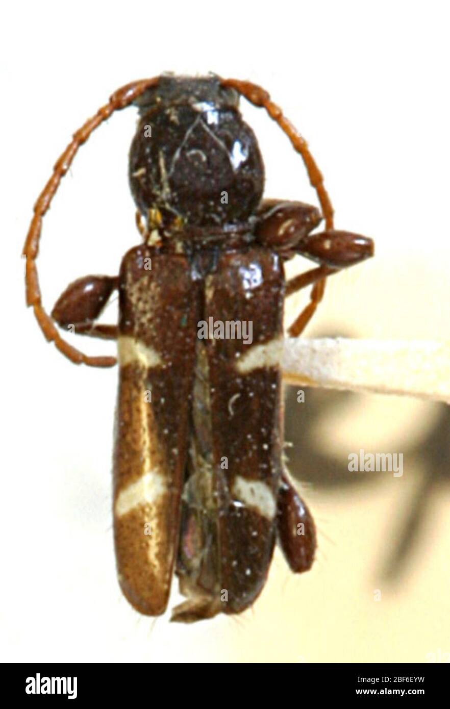 Phymatodes hi-res stock photography and images - Alamy