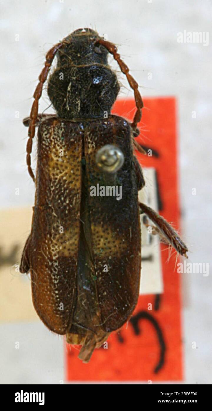 Terminata terminata hi-res stock photography and images - Alamy