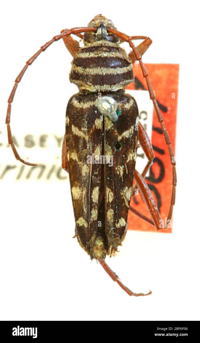 Cyllene hi-res stock photography and images - Alamy