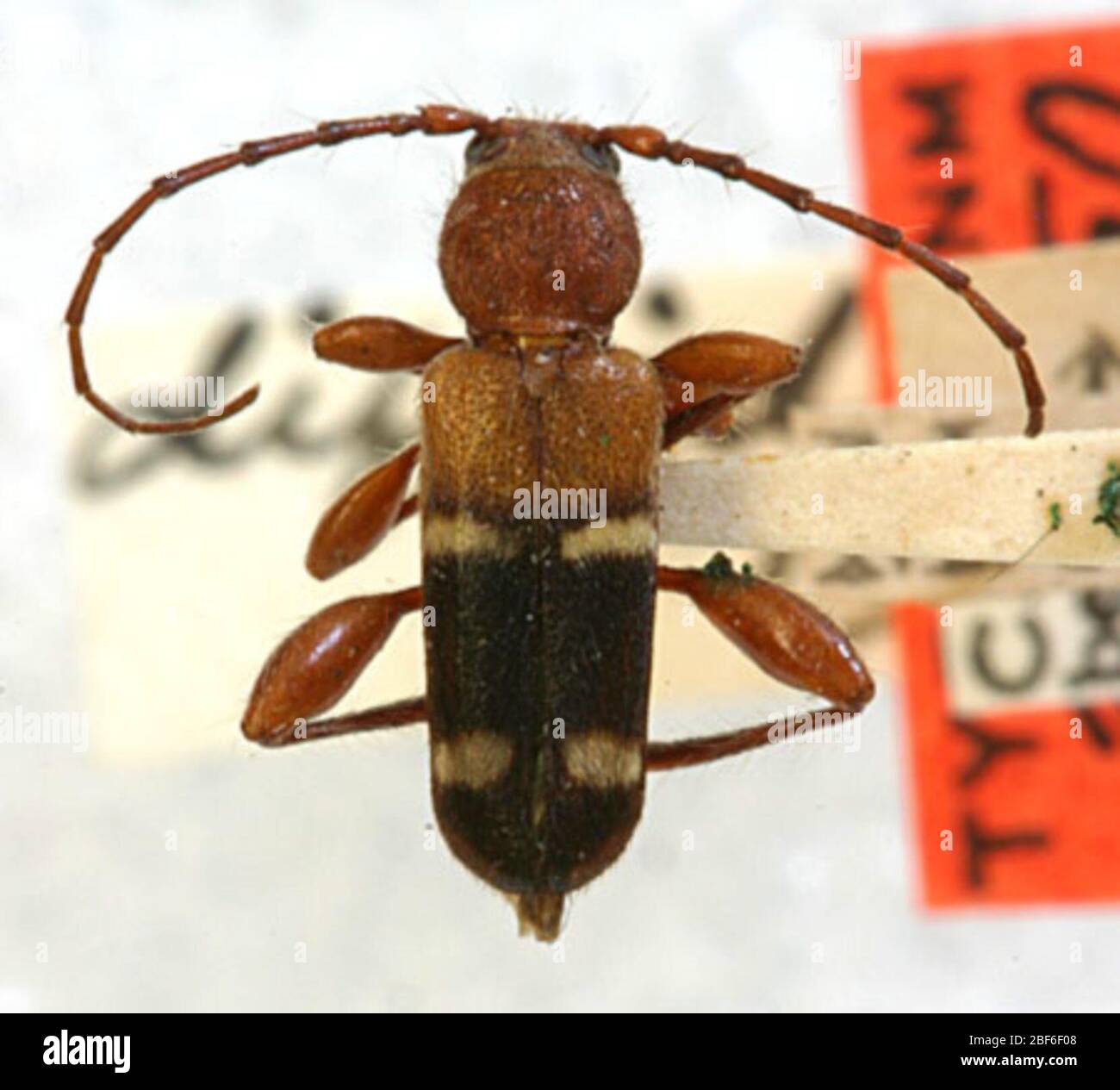 Phymatodes hi-res stock photography and images - Alamy