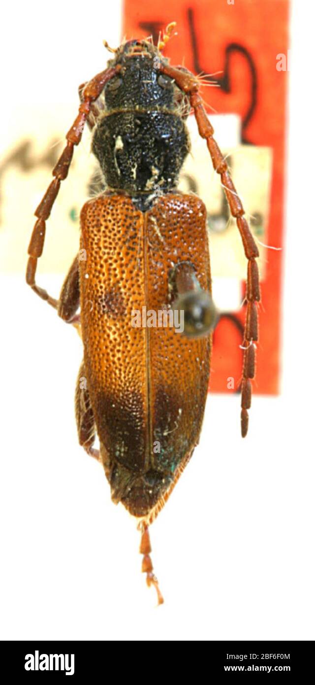 Angusta hi-res stock photography and images - Alamy